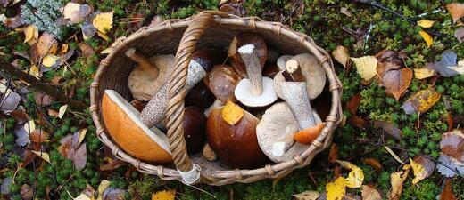 Kam na huby a kde rastú | Skutočnosť.sk